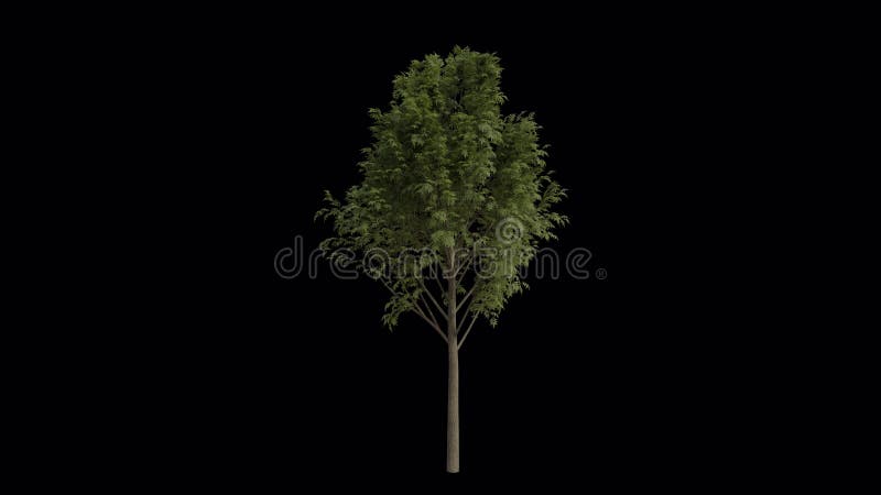 European Ash Tree Blowing in the Wind. Alpha Channel. Loop Animation ...