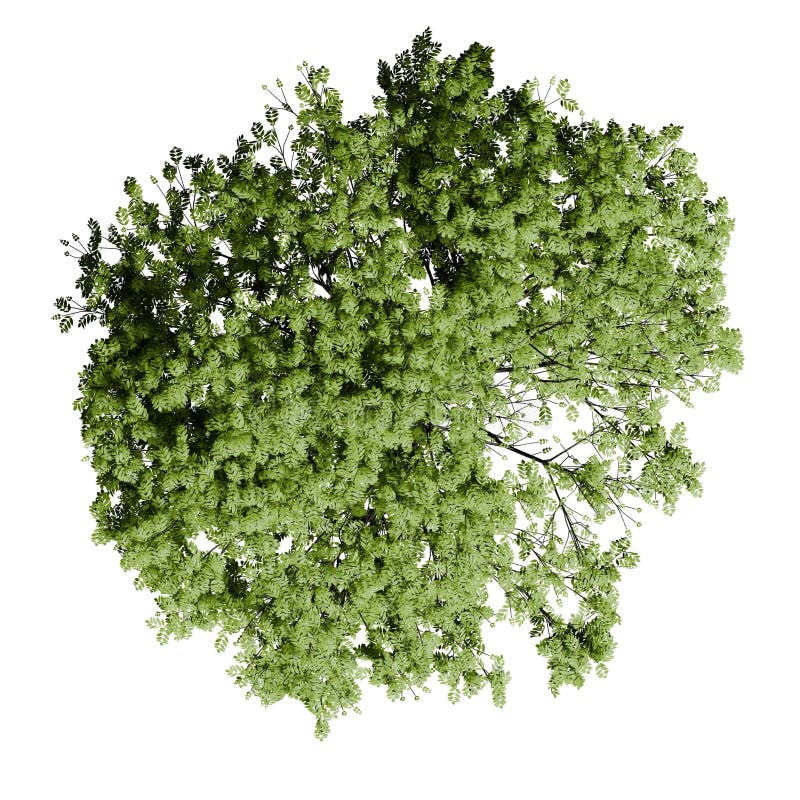 European Ash Tree Top View Isolated on White Background Stock Image ...