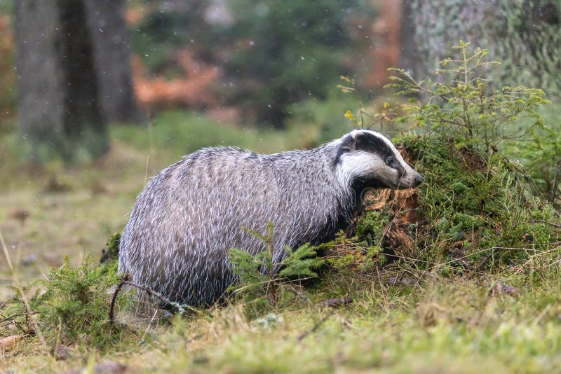 European Badger in the Forest Stock Photo - Image of outdoors, grass ...