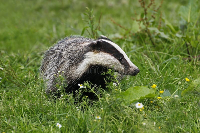 European Badger, Meles Meles, Adult Standing on Grass, Normandy Stock ...