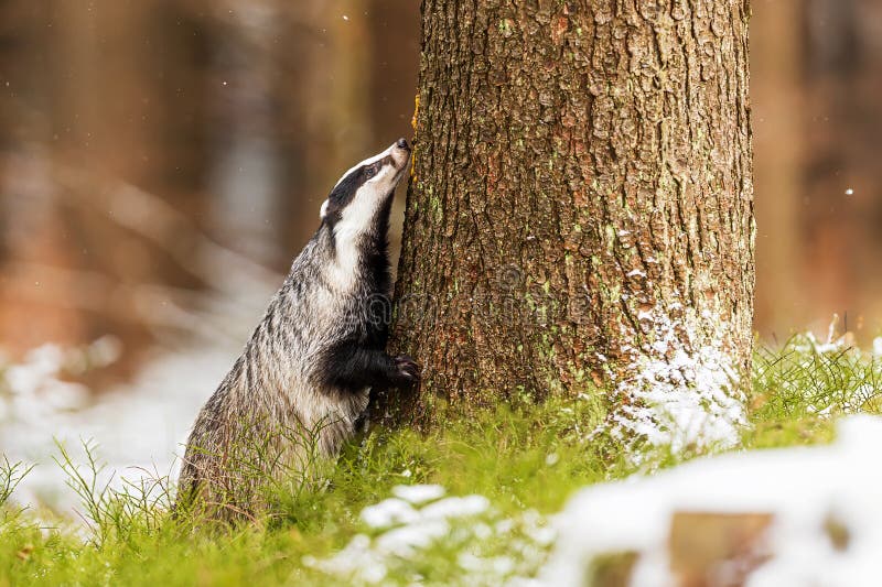 European Badger (Meles Meles) Climbs a Tree Stock Photo - Image of ...