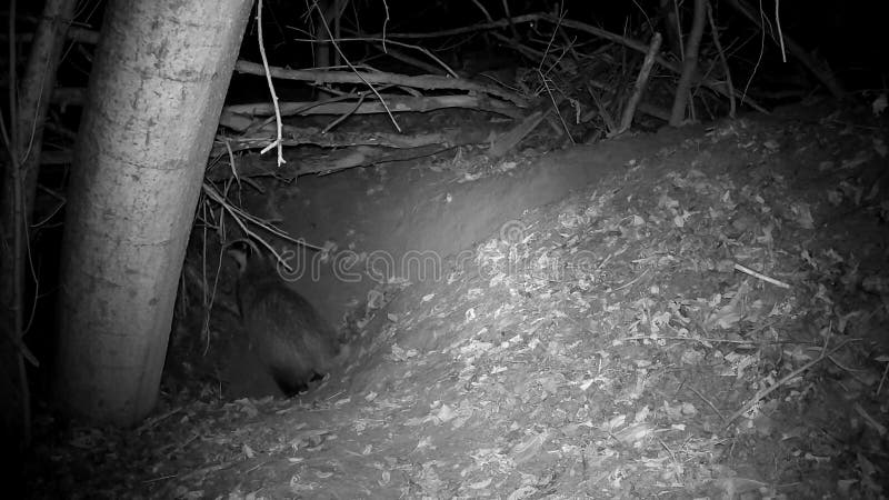 European Badger Meles Meles Comes Out of Cave at Autumn Night. Stock ...