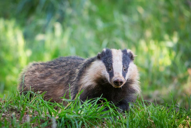 European Badger Meles Meles, Dumfries, Scotland Stock Photo - Image of ...