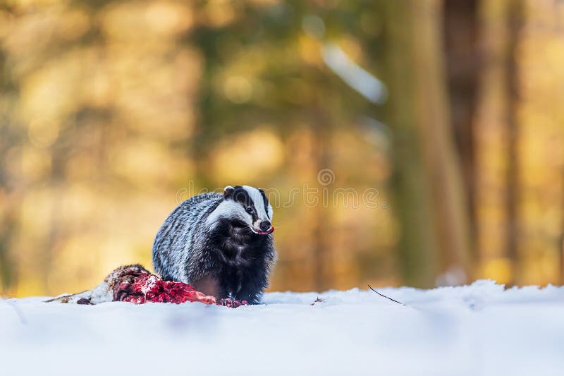 European Badger (Meles Meles) Eats Its Prey in the Beautiful Backlight ...