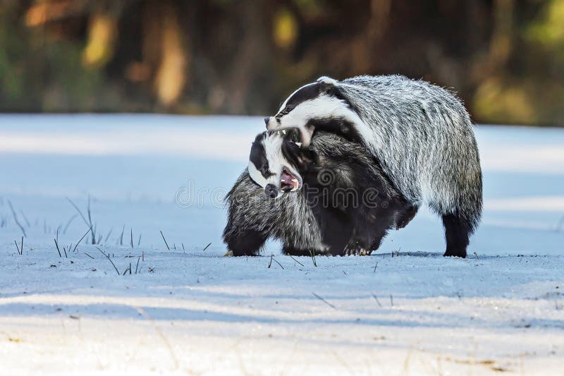 European Badger (Meles Meles) Fight for Territory Stock Photo - Image ...