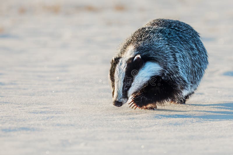 European Badger (Meles Meles) on Frozen Snow Stock Image - Image of ...