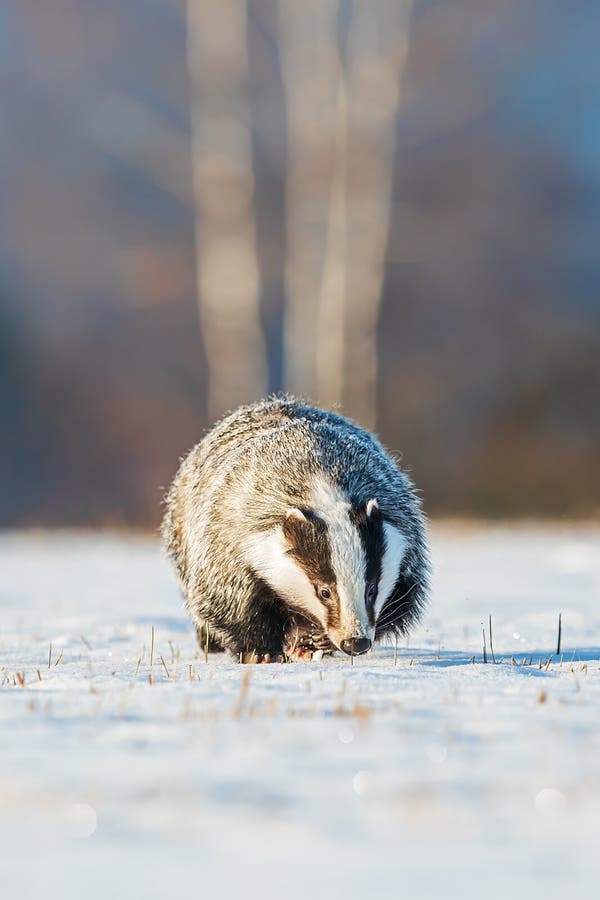European Badger (Meles Meles) on a Frozen Snow Plain Stock Image ...