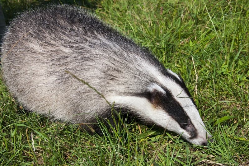 Badger Cubs playing stock image. Image of meles, mammal - 18346949
