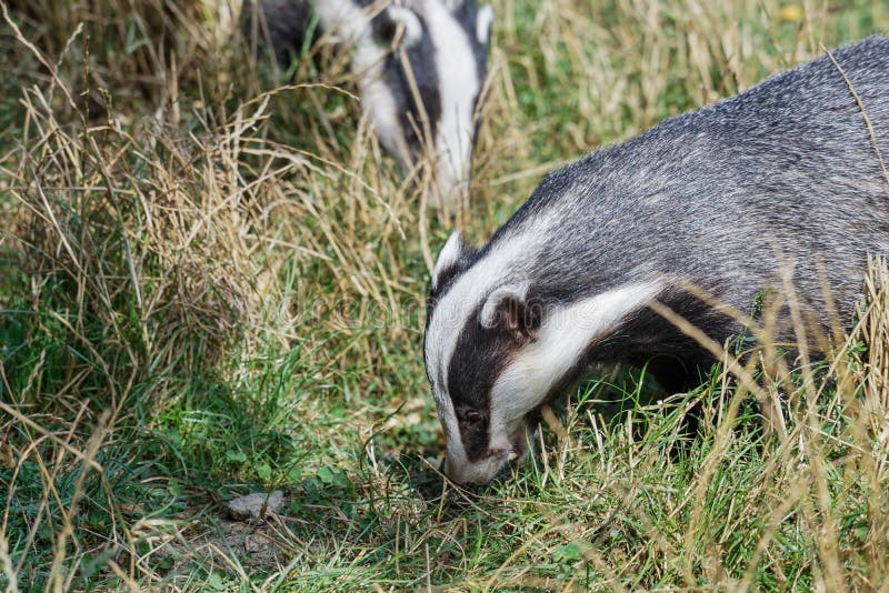 European Badger (Meles Meles) Stock Image - Image of green, grass: 72885711