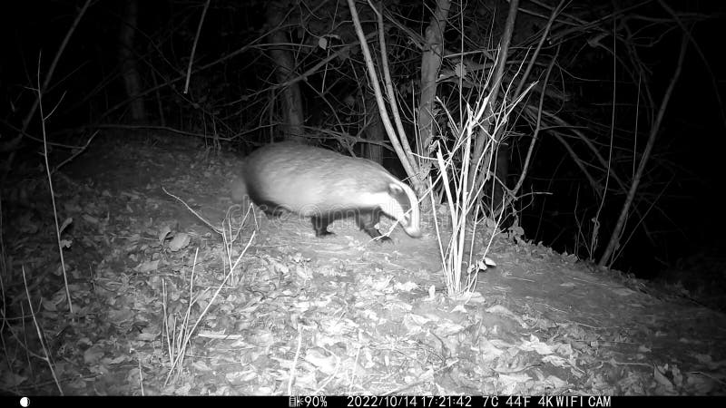 European Badger Meles Meles at Night Animals Track Stock Footage ...