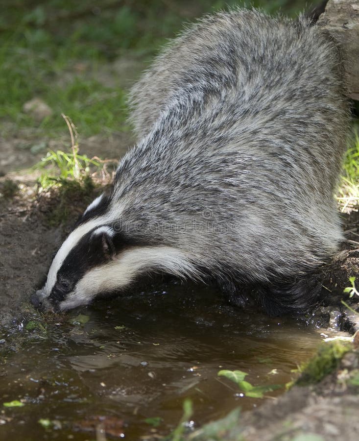 European Badger, Meles Meles, Normandy Stock Image - Image of badger ...