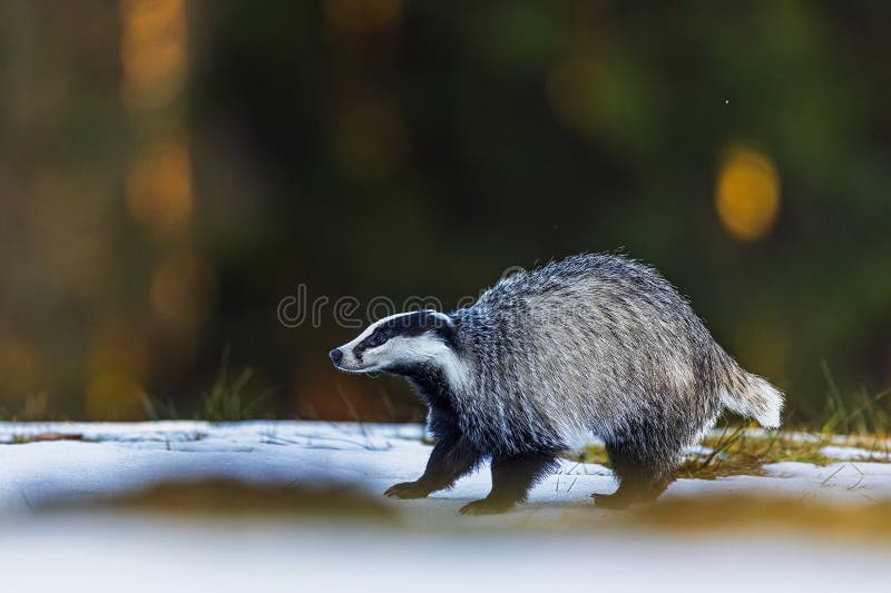 European Badger (Meles Meles) on Old Remnants of Snow Stock Image ...