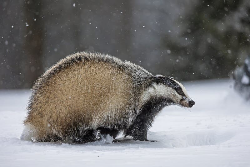 European Badger (Meles Meles) Portrait in Winter Environment Stock ...