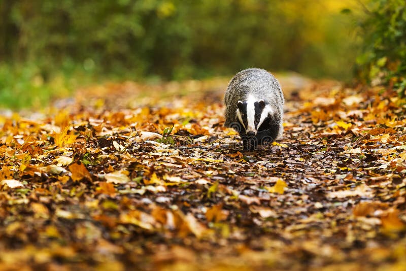European Badger Meles Meles Running through the Colored Leaves Stock ...