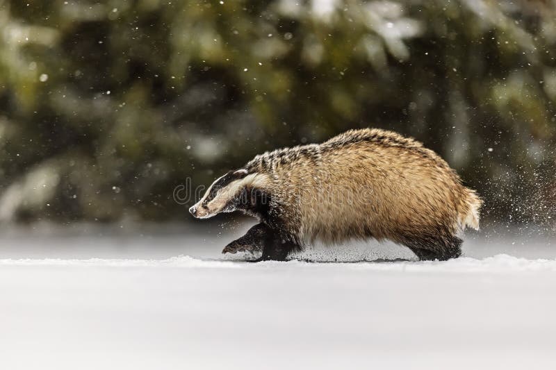 European Badger (Meles Meles) Running in the Snow in the Snowfall Stock ...
