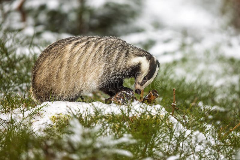 European Badger (Meles Meles) in the Snow Stock Image - Image of mammal ...