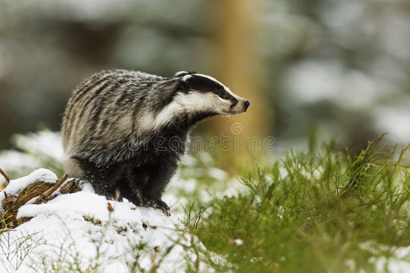 European Badger (Meles Meles) in the Snow Stock Image - Image of black ...