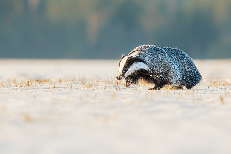 European Badger (Meles Meles) in the Snow on the Plain Stock Image ...