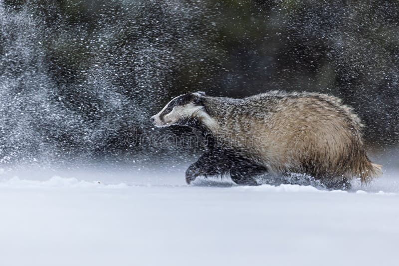 European Badger (Meles Meles) in the Thick of the Blizzard Stock Photo ...