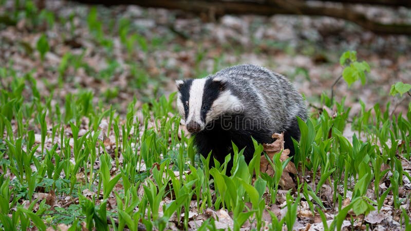 European Badger (Meles Meles) Walking in Forest the Day Stock Photo ...
