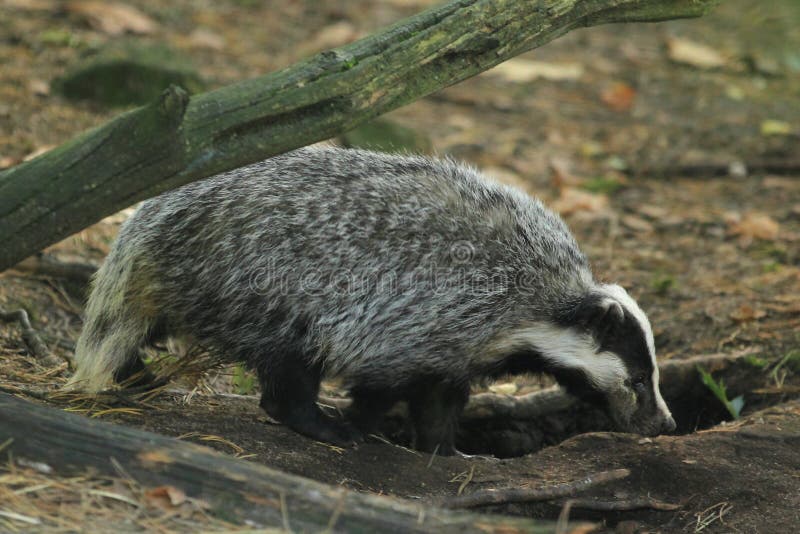 European badger stock photo. Image of omnivore, forest - 34181078