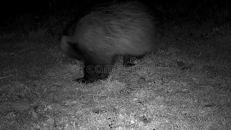 European Badger Snuffing for Worms Stock Footage - Video of woodland ...