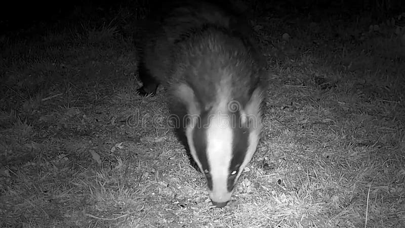 European Badger Snuffing for Worms Stock Video - Video of fall, black ...