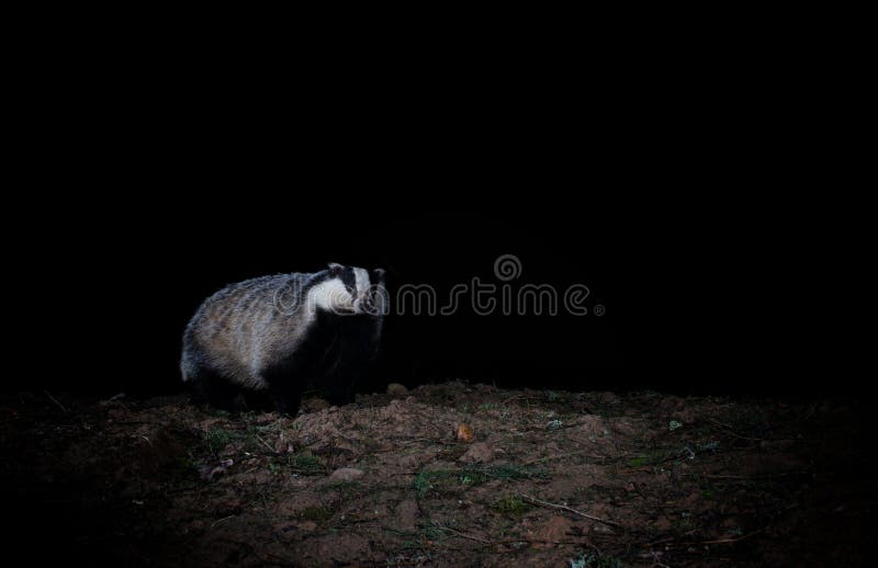 Badger beast at night stock image. Image of beast, animals - 174262873