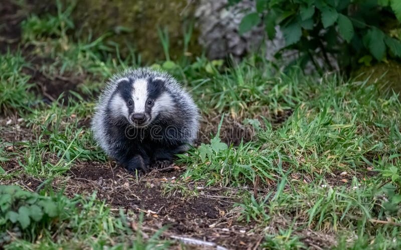 European Badger Strolling through the Grass in a Serene Forest Setting ...