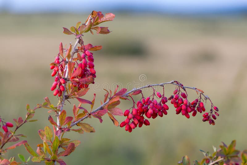 European Barberry - Berberis Vulgaris Stock Photo - Image of wild ...