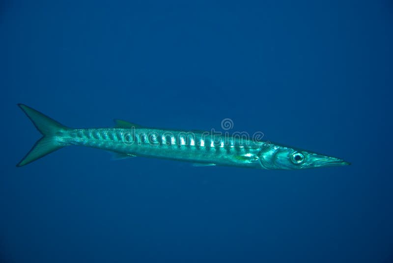 European barracuda. stock photo. Image of diving, fish - 6036524