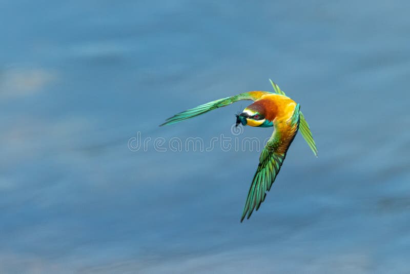 European Bea Eater Flying and Hunting Insects Stock Photo - Image of ...