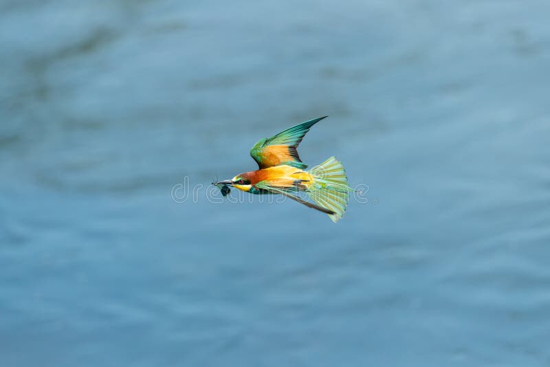 European Bea Eater Flying and Hunting Insects Stock Image - Image of ...