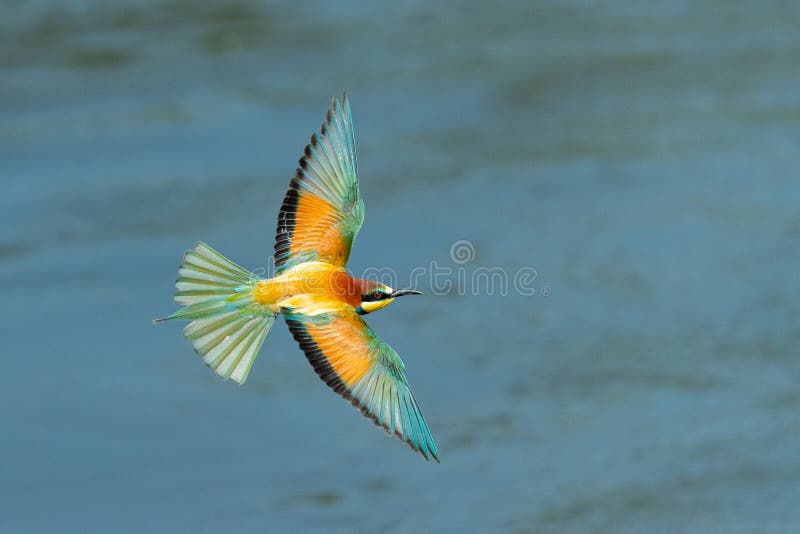 European Bea Eater Flying and Hunting Insects Stock Photo - Image of ...