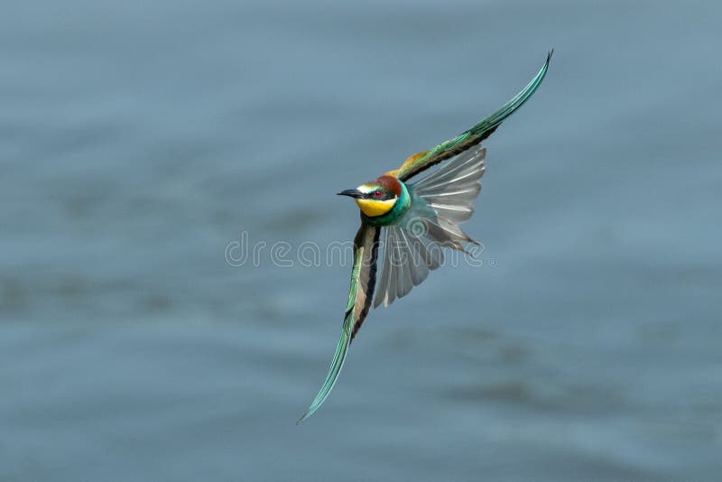 European Bea Eater Flying and Hunting Insects Stock Photo - Image of ...