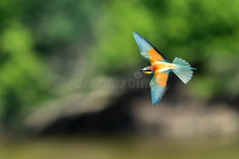 European Bea Eater Flying and Hunting Insects Stock Image - Image of ...