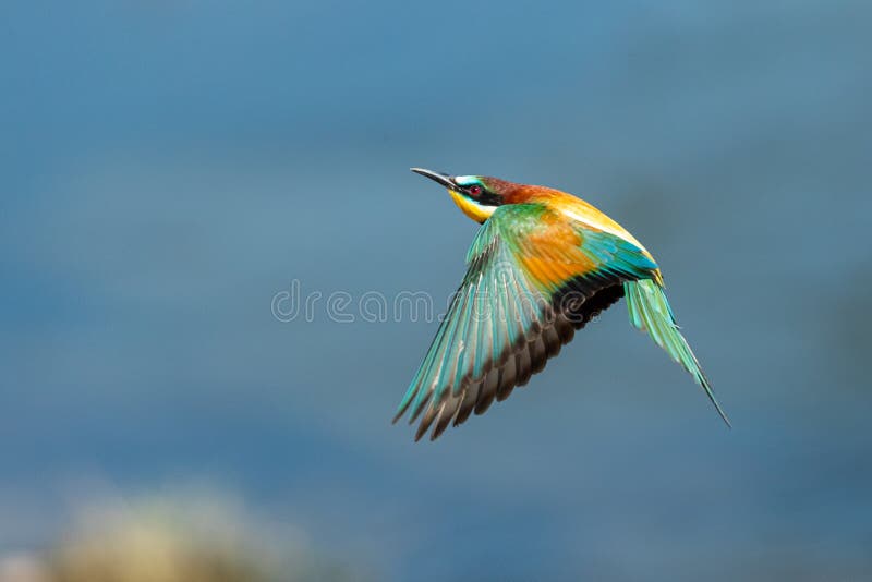 European Bea Eater Flying and Hunting Insects Stock Photo - Image of ...