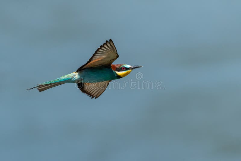 European Bea Eater Flying and Hunting Insects Stock Photo - Image of ...