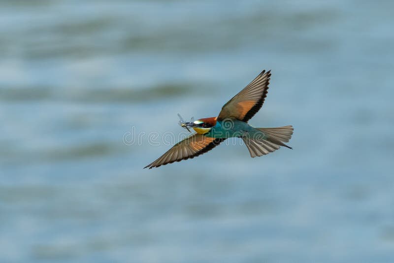 European Bea Eater Flying and Hunting Insects Stock Photo - Image of ...