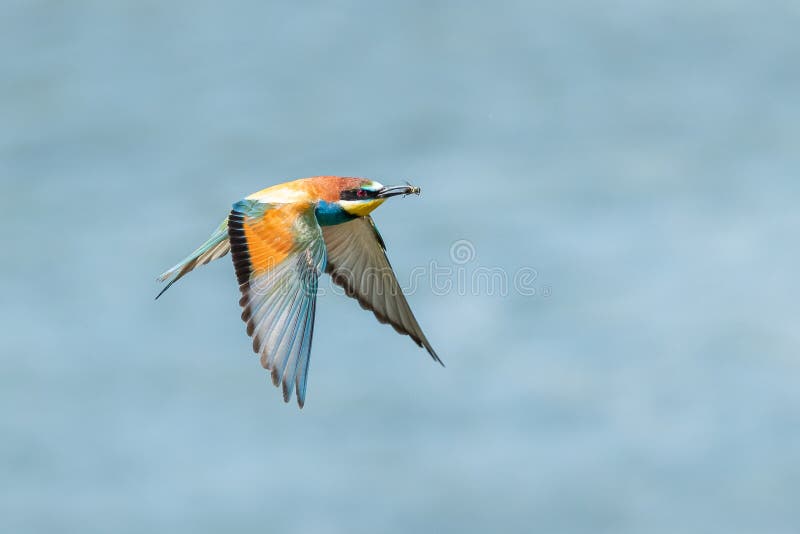 European Bea Eater Flying and Hunting Insects Stock Image - Image of ...