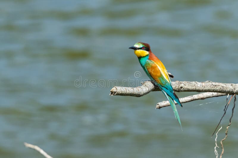 European Bea Eater Flying and Hunting Insects Stock Image - Image of ...