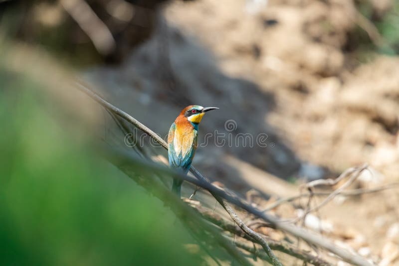 European Bea Eater Flying and Hunting Insects Stock Image - Image of ...