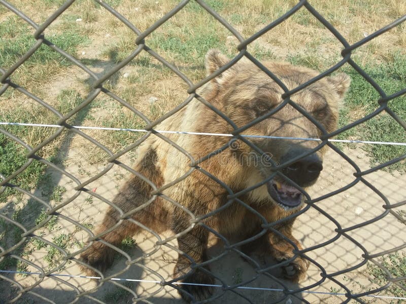 European Bear Behind a Cage Stock Image - Image of park, brown: 166511315