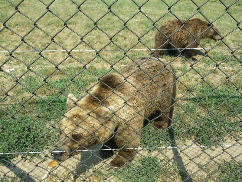 European Bear Behind a Cage Stock Photo - Image of outdoors, outdoor ...