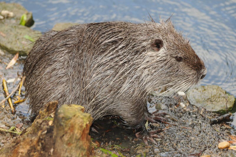 North American Beaver Yawning Stock Image - Image of canadensis ...