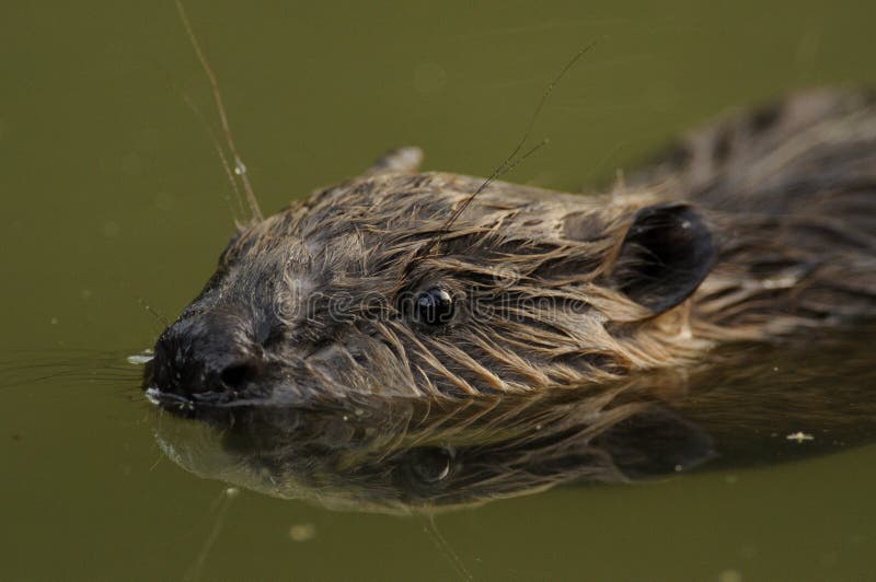 European Beaver (Castor Fiber) Stock Photo - Image of mammals, animals ...