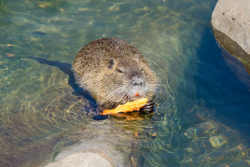 European Beaver Eating a Carrot Stock Photo - Image of gnaws, rodent ...