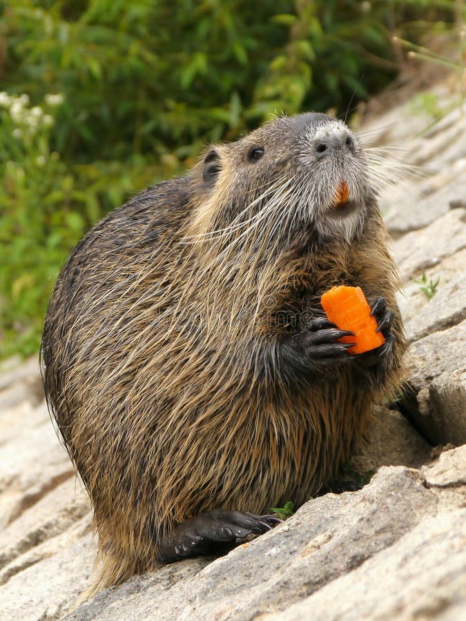 European Beaver stock photo. Image of funny, rodent, otter - 84253516