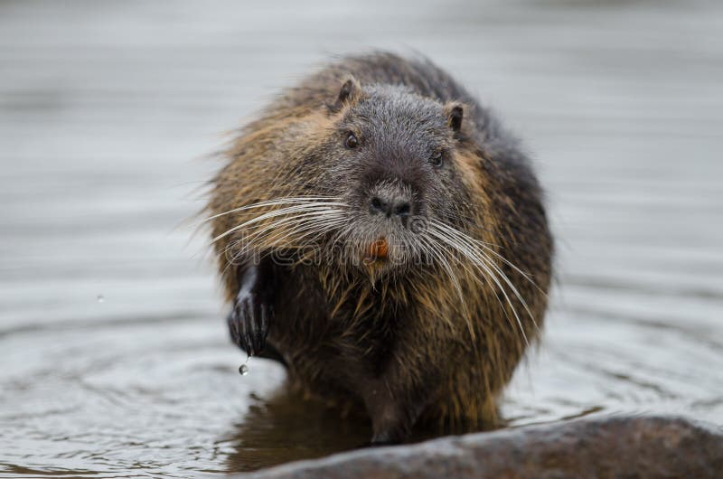 European beaver stock image. Image of rodent, american - 175687257