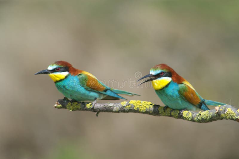 European bee eater stock image. Image of european, apiaster - 14554311